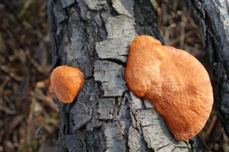 Cinnabar Polypores: Identifying the Bright Red Bracket Fungus ...