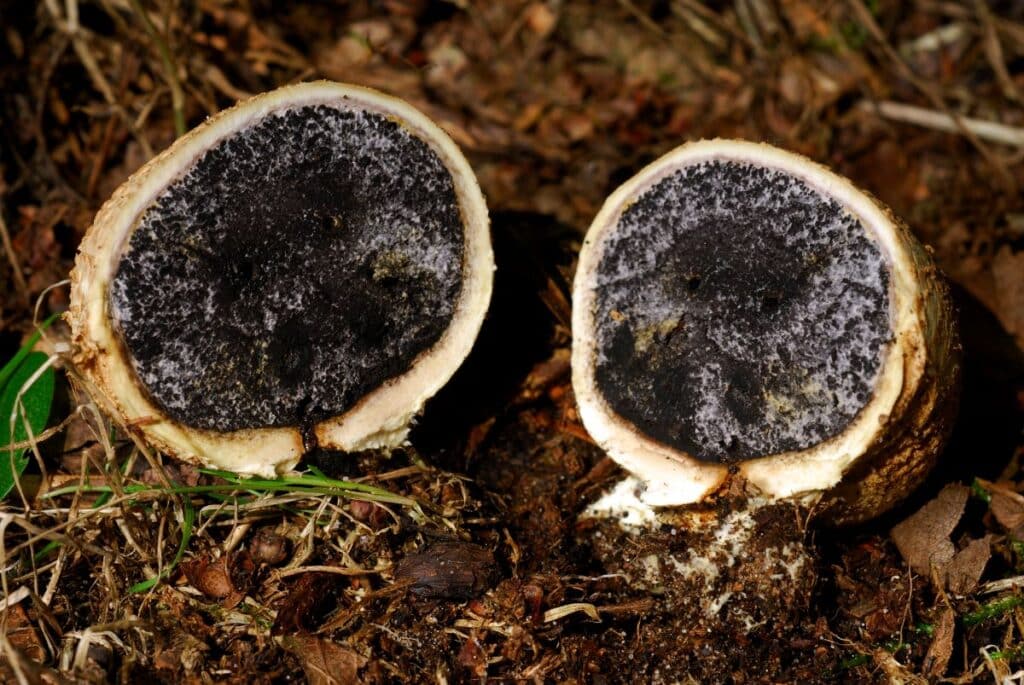 Earth Ball Fungi of North America: Identification and Species Guide ...