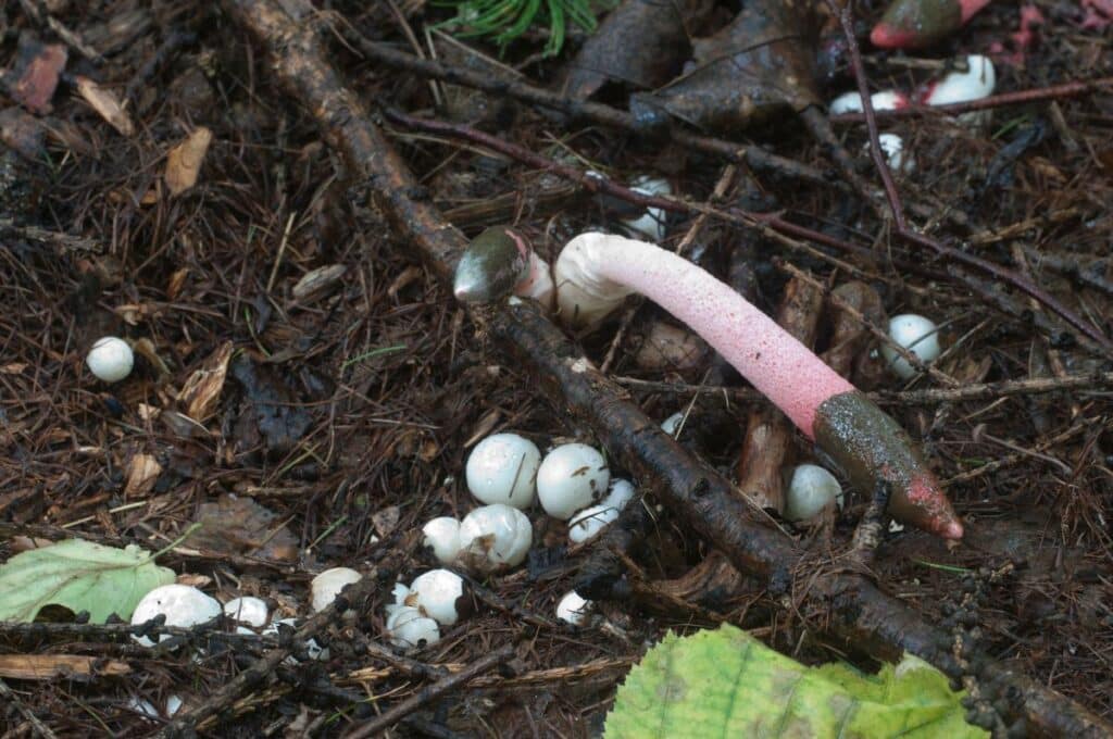 Stinkhorn Fungi of North America; An Introduction - Mushroom Appreciation