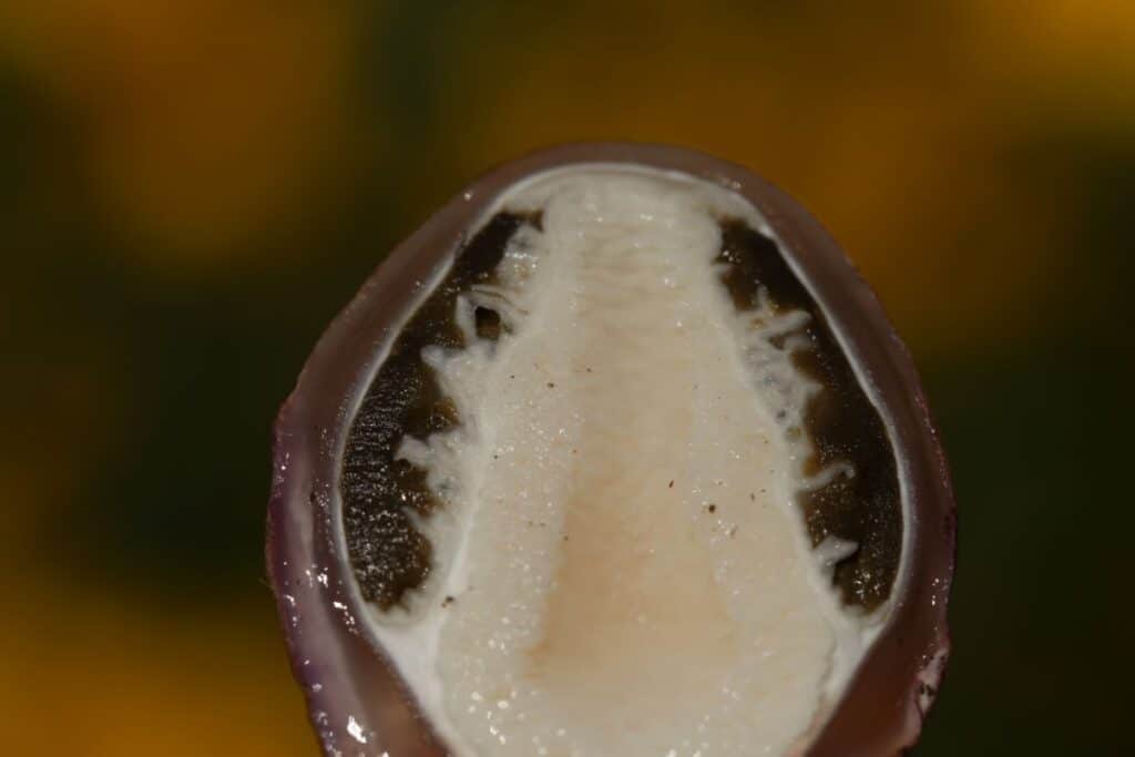 Stinkhorn Fungi of North America; An Introduction - Mushroom Appreciation