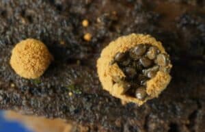 The Wild World of Bird's Nest Fungi: Identification Guide - Mushroom ...