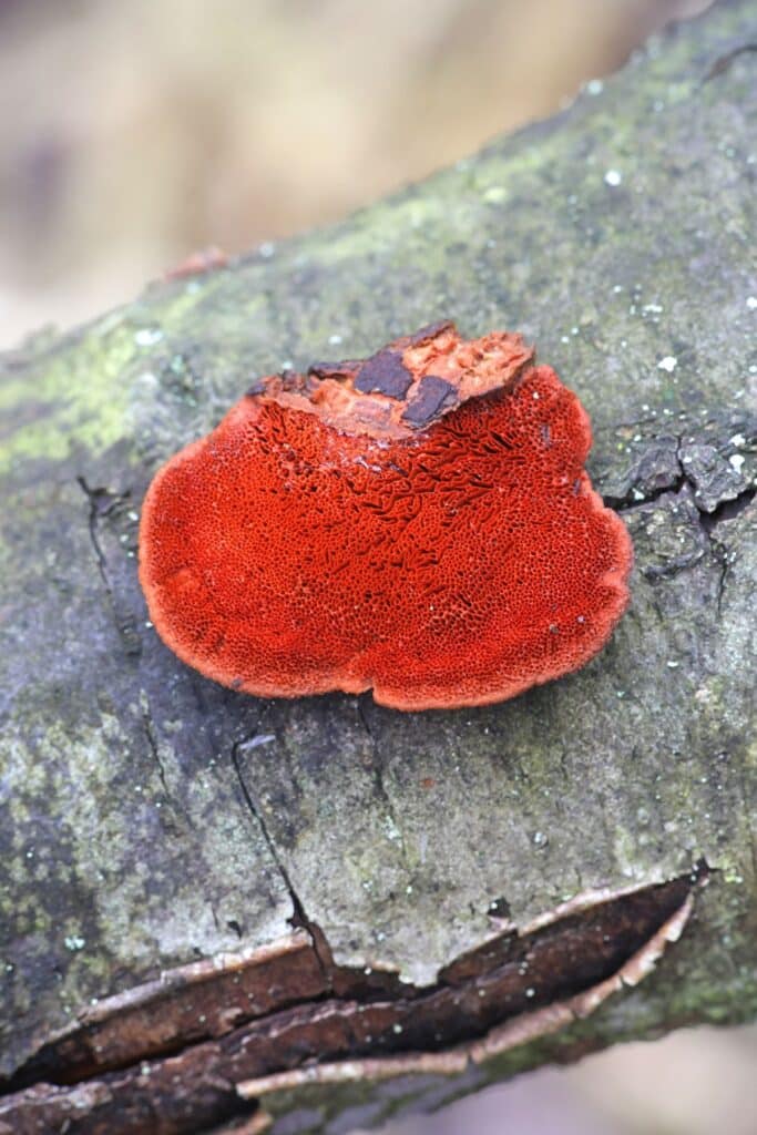 Cinnabar Polypores: Identifying the Bright Red Bracket Fungus ...