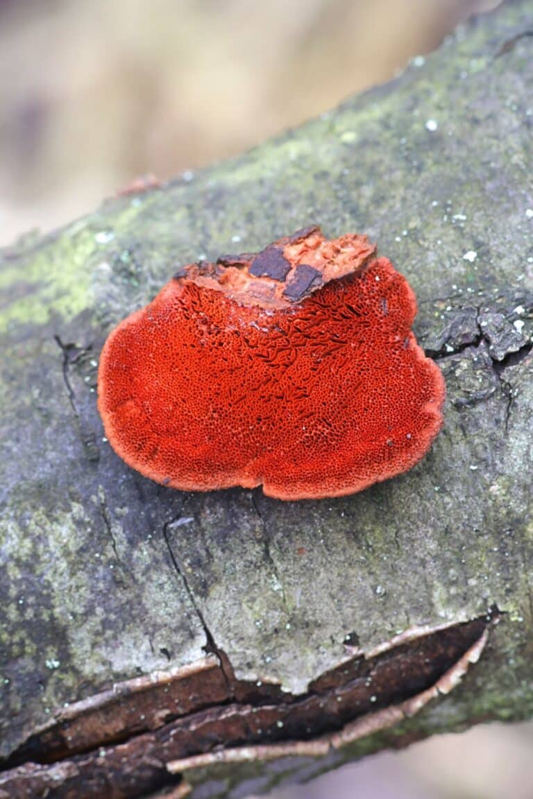Cinnabar Polypores: Identifying the Bright Red Bracket Fungus ...