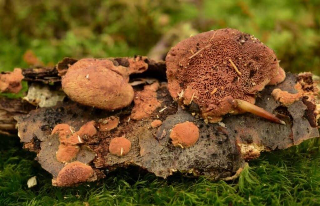 Cinnabar Polypores: Identifying the Bright Red Bracket Fungus ...