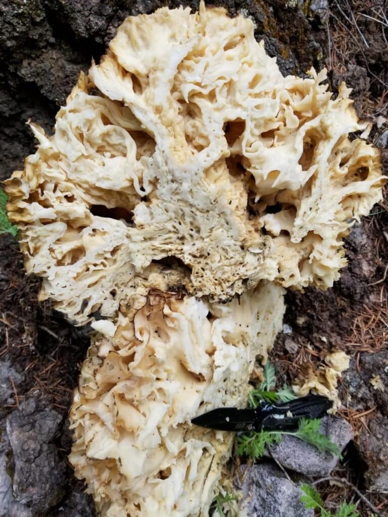 Cauliflower Mushrooms: Identification, Foraging, and Cooking - Mushroom ...