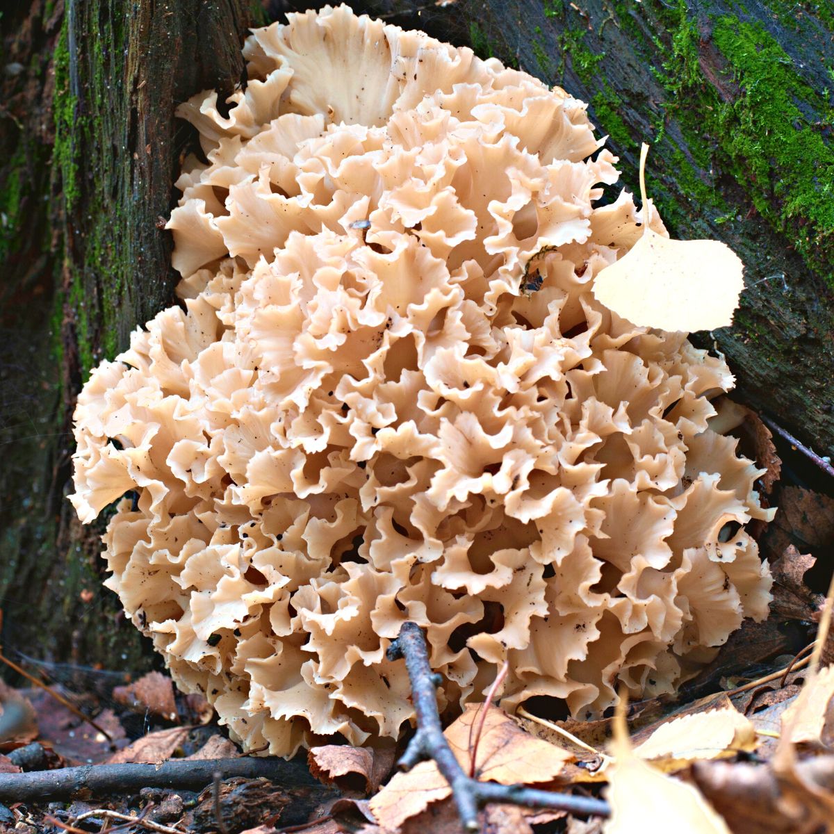 Cauliflower Mushroom Identification