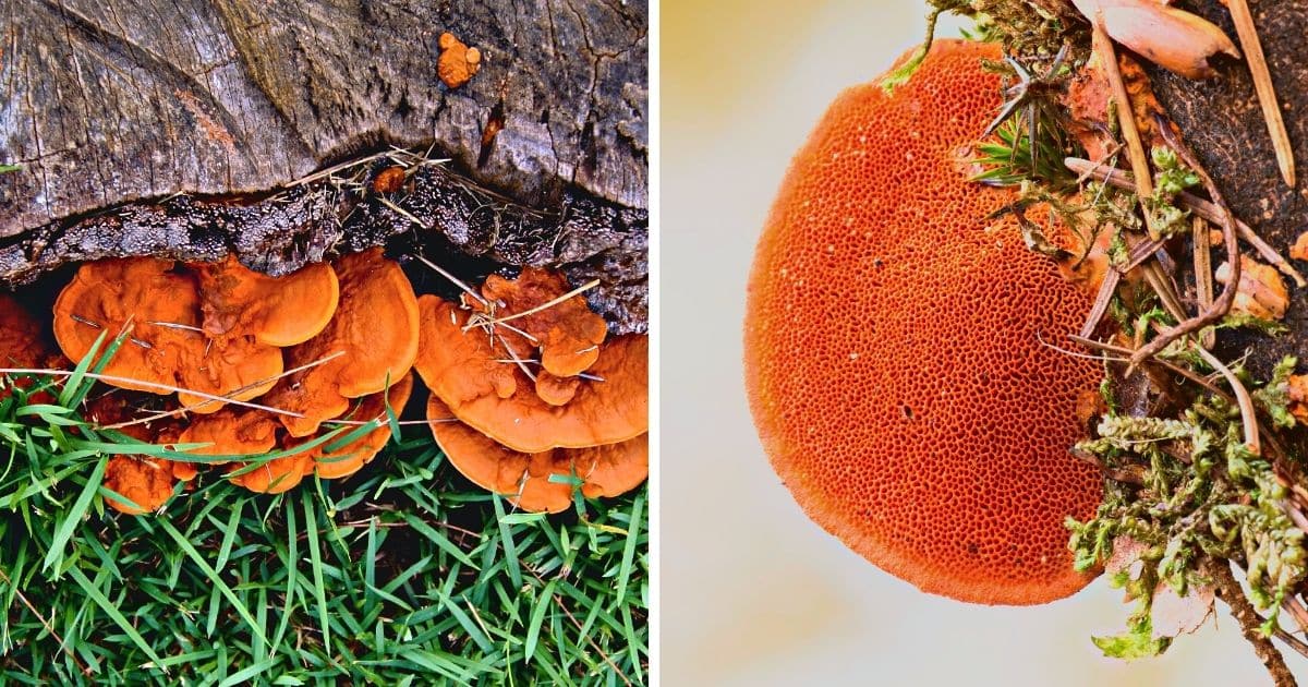 Cinnabar Polypores: Identifying the Bright Red Bracket Fungus ...