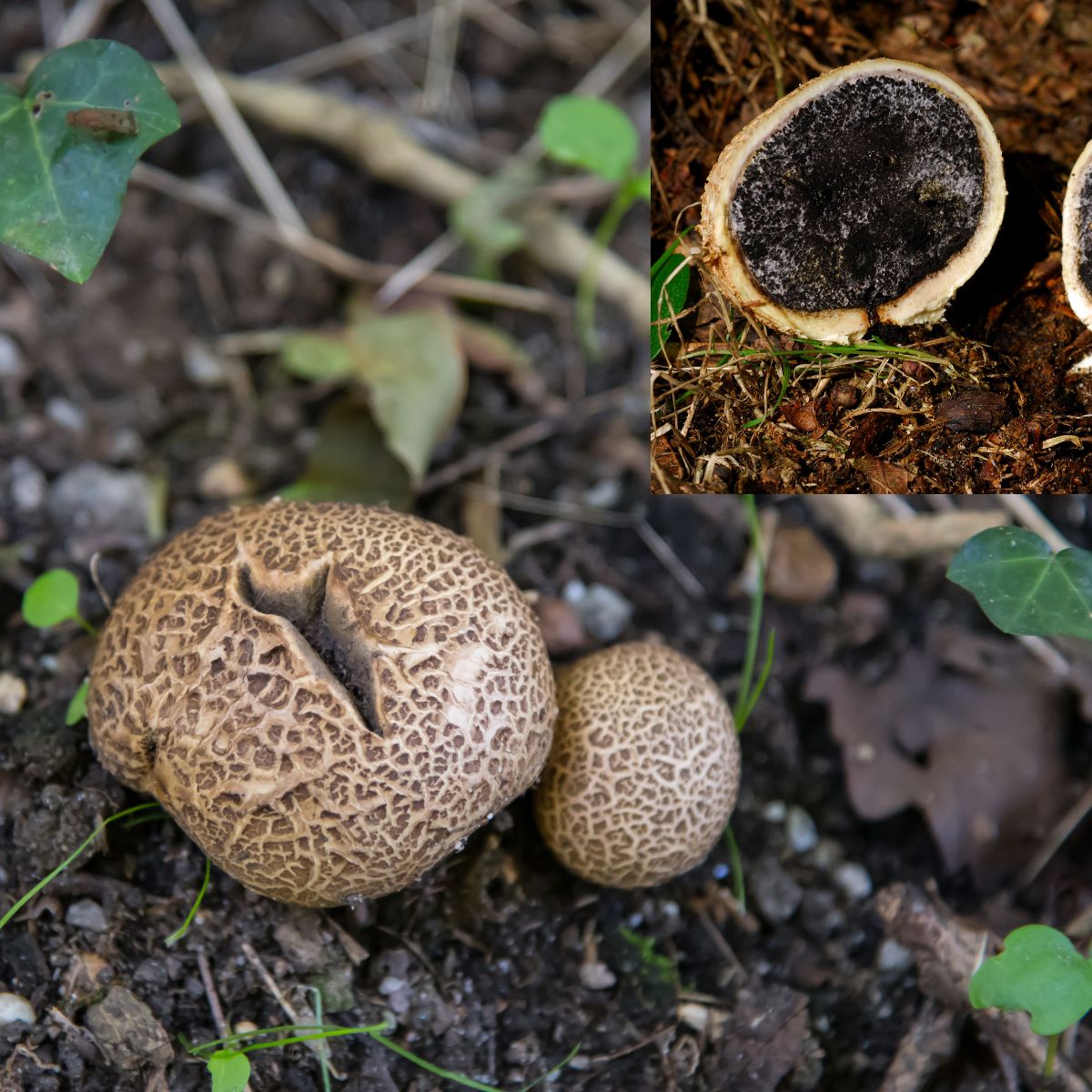 Mushroom Species - Mushroom Appreciation