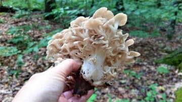 Umbrella Polypores; A Rare Delicacy: Identification and Foraging ...