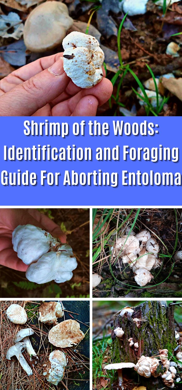 Shrimp of the Woods: Identification and Foraging Guide For Aborting ...