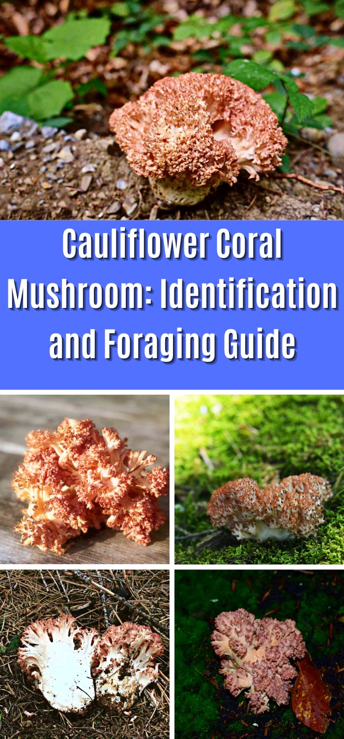 Cauliflower Coral Mushroom: Identification and Foraging Guide ...