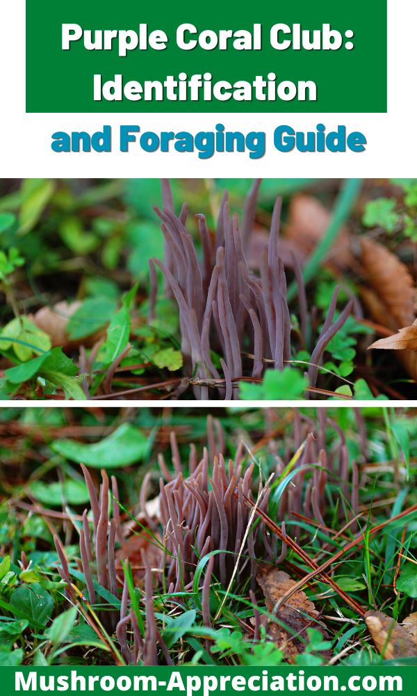 Purple Coral Club Fungus: Identification and Foraging Guide - Mushroom ...