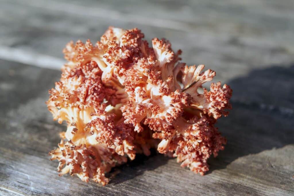Cauliflower Coral Mushroom: Identification and Foraging Guide ...