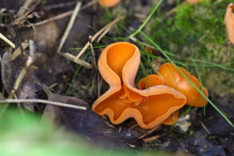 Orange Peel Fungus: Identification and Foraging Guide - Mushroom ...