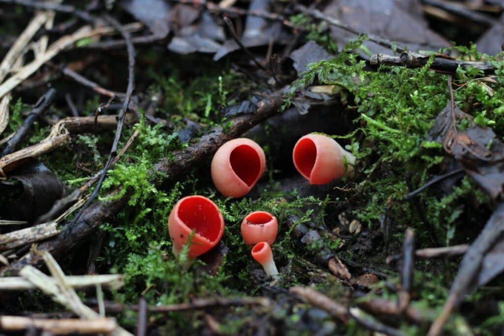 Scarlet Elf Cups: Identification and Uses - Mushroom Appreciation