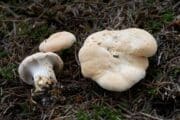 Sheep Polypore: Identification and Foraging Guide - Mushroom Appreciation