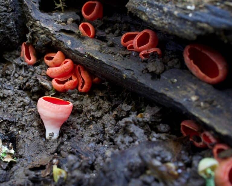 Scarlet Elf Cups: Identification and Uses - Mushroom Appreciation