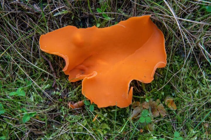 Orange Peel Fungus: Identification and Foraging Guide - Mushroom ...