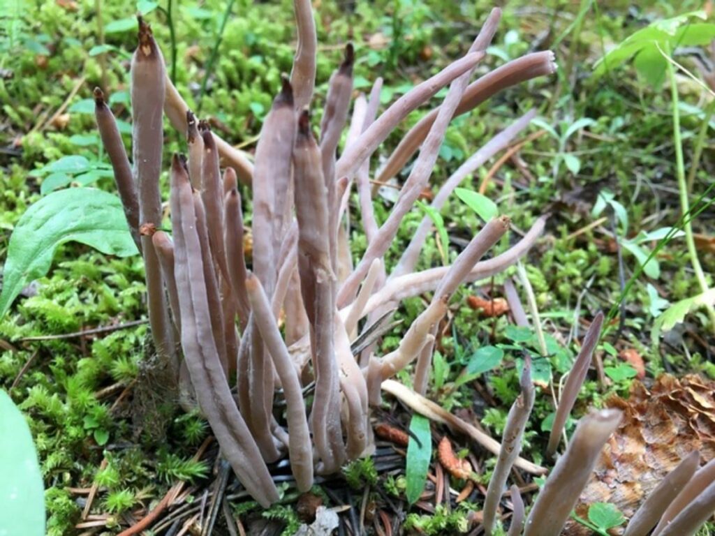 Purple Coral Club Fungus: Identification and Foraging Guide - Mushroom ...