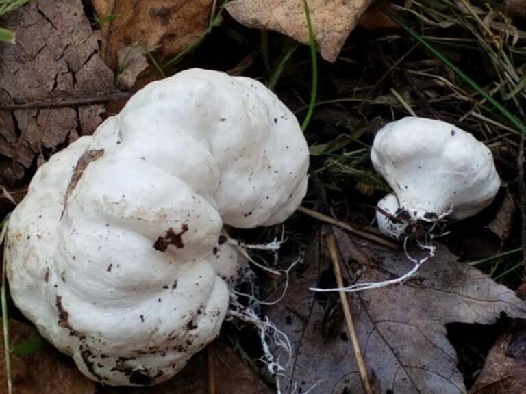 Shrimp of the Woods: Identification and Foraging Guide For Aborting ...