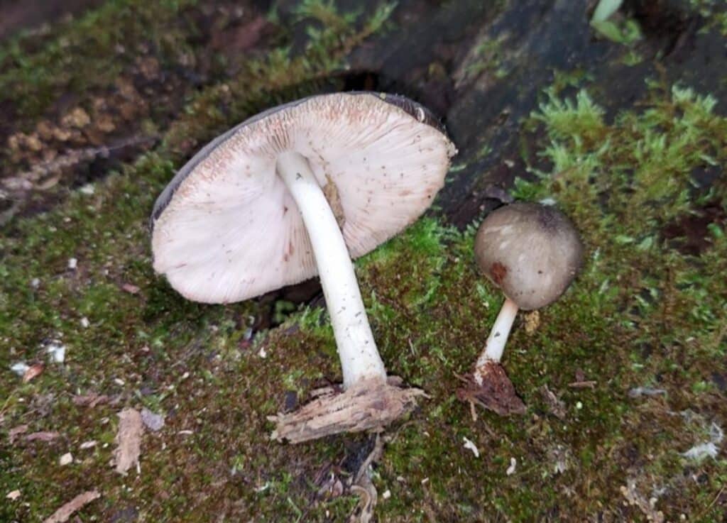 Platterful Mushroom: Identification and Foraging Guide - Mushroom ...