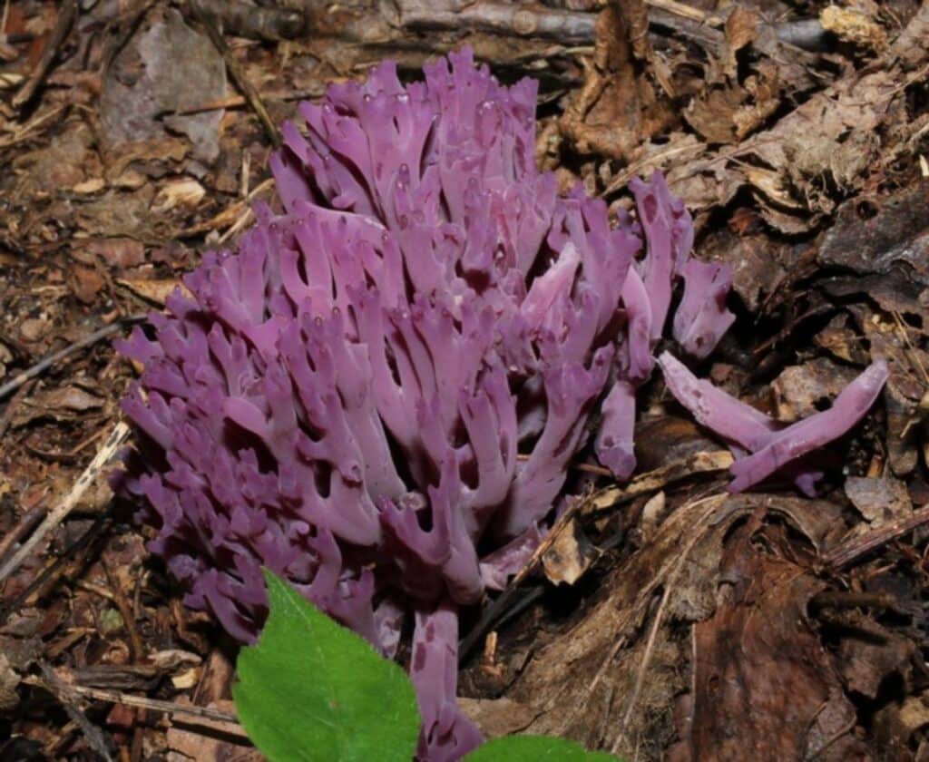 Purple Coral Club Fungus: Identification and Foraging Guide - Mushroom ...