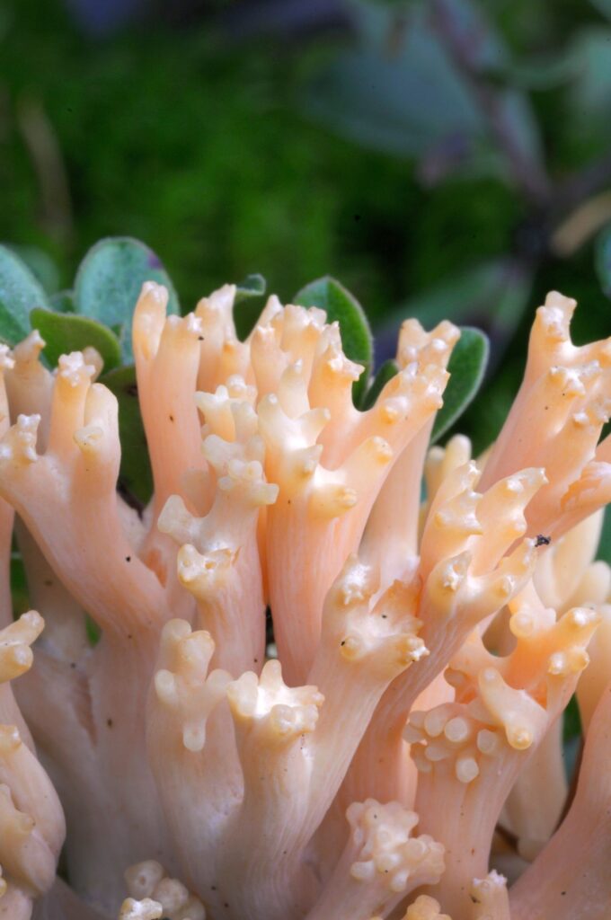 Crown-Tipped Coral: Identification, Foraging, and Cooking Guide ...