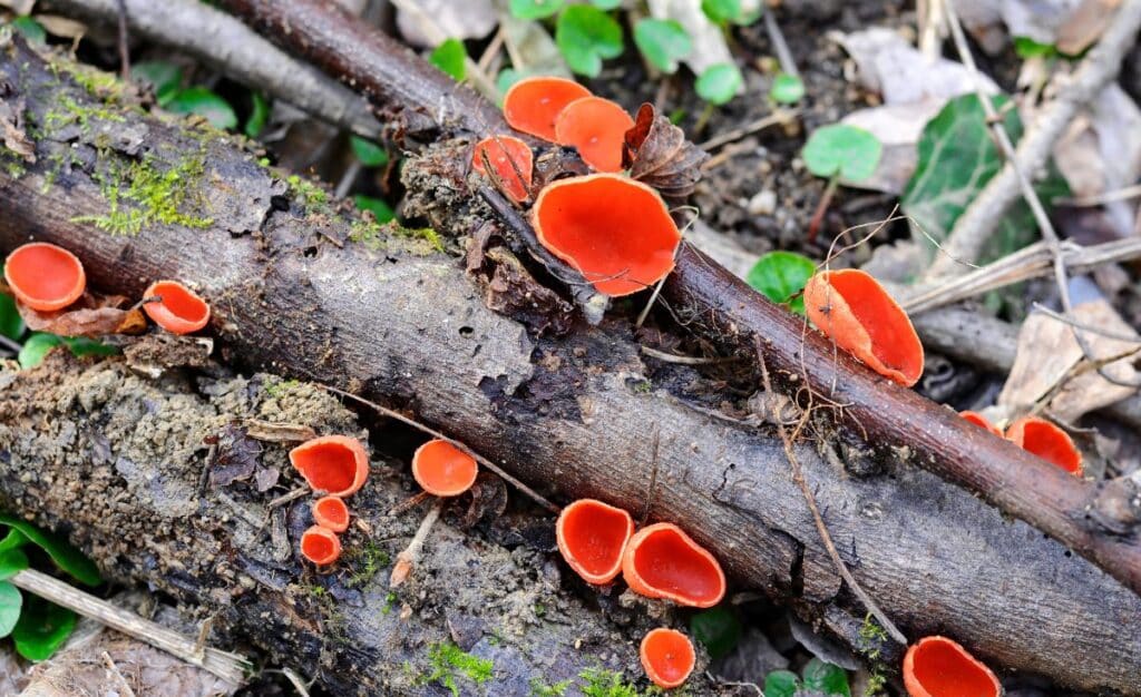 Scarlet Elf Cups: Identification and Uses - Mushroom Appreciation