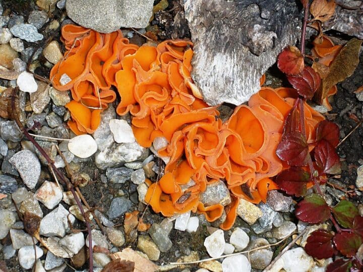 Orange Peel Fungus: Identification and Foraging Guide - Mushroom ...