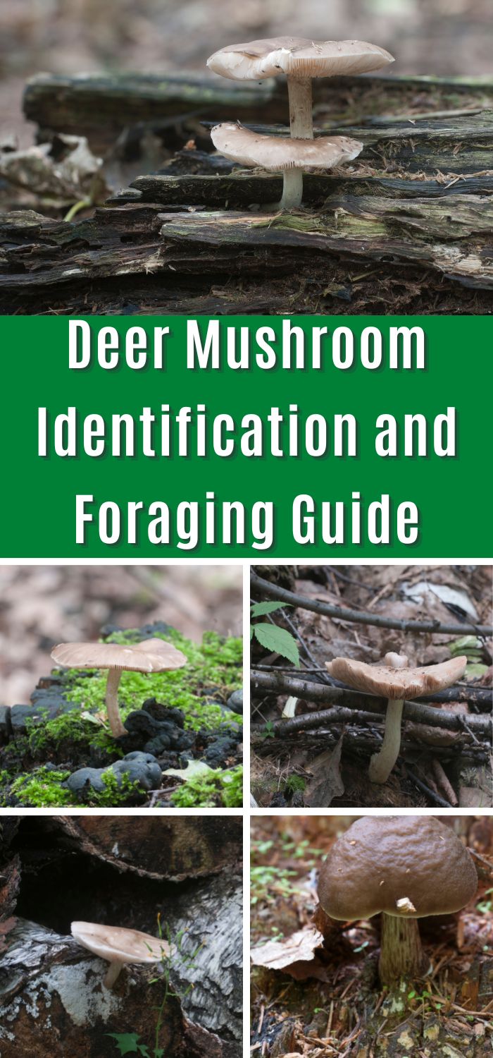 Deer Mushroom Identification and Foraging Guide - Mushroom Appreciation
