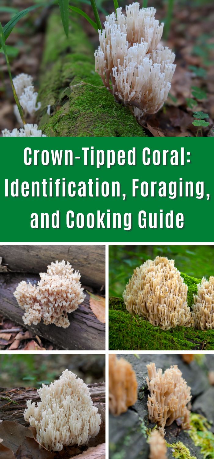 Crown-Tipped Coral: Identification, Foraging, and Cooking Guide ...