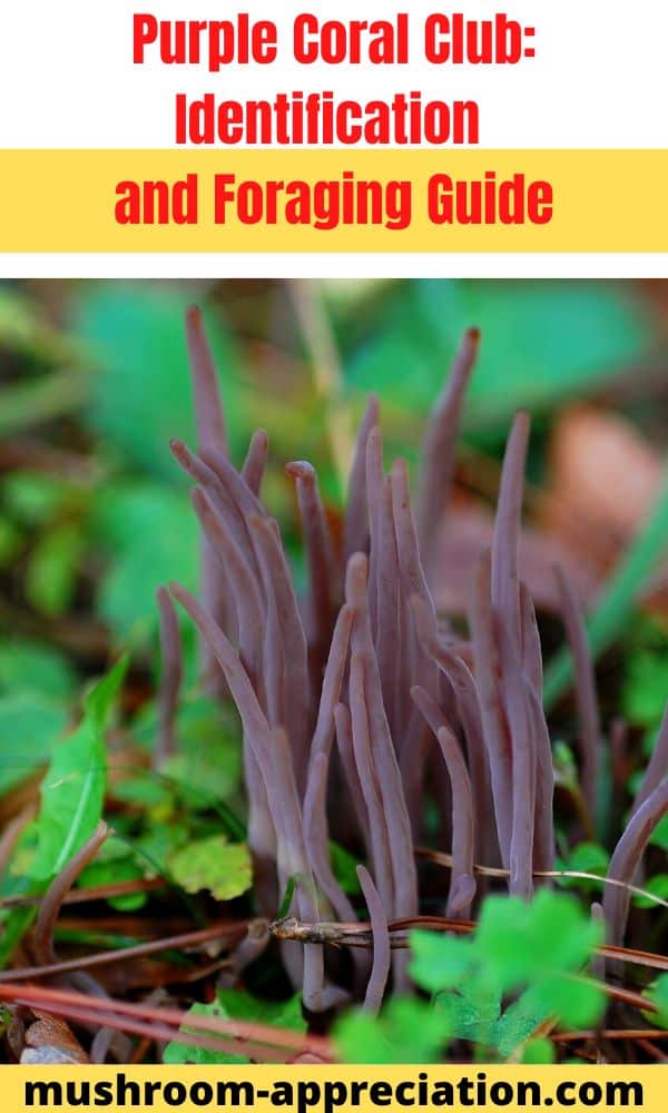 Purple Coral Club Fungus: Identification and Foraging Guide - Mushroom ...