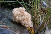 Crown-Tipped Coral: Identification, Foraging, and Cooking Guide ...