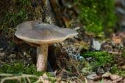 Deer Mushroom Identification and Foraging Guide - Mushroom Appreciation