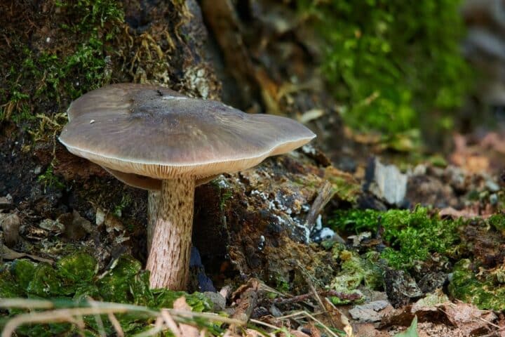 Deer Mushroom Identification and Foraging Guide - Mushroom Appreciation