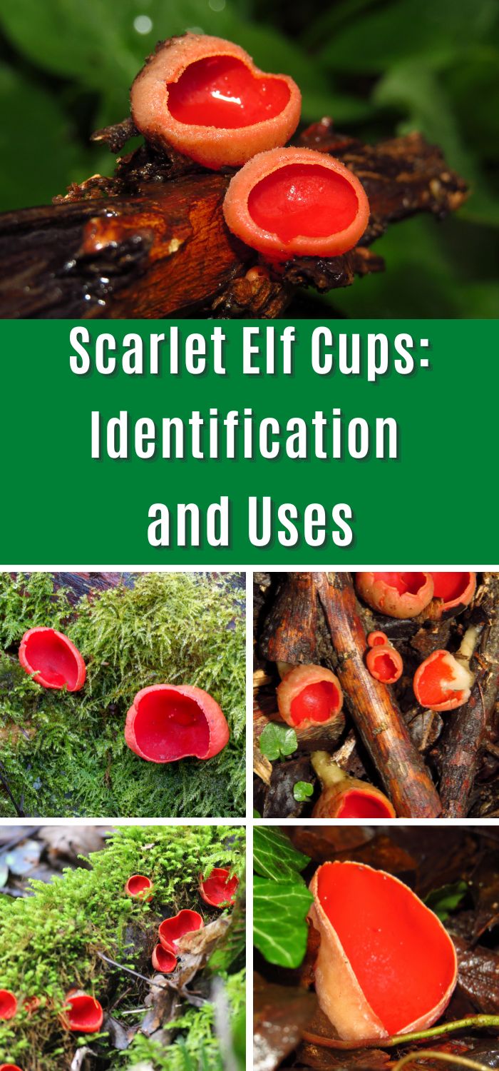 Scarlet Elf Cups: Identification and Uses - Mushroom Appreciation