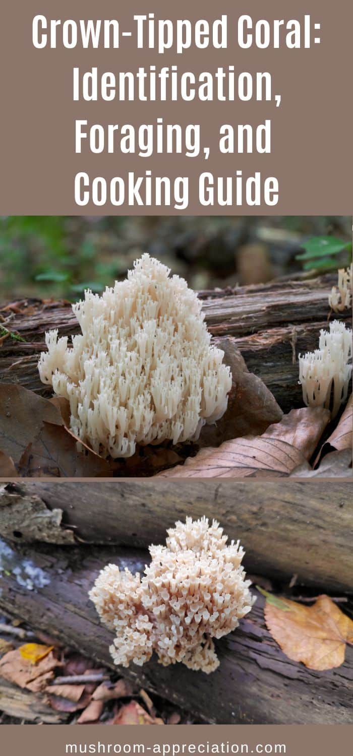 Crown-Tipped Coral: Identification, Foraging, and Cooking Guide ...