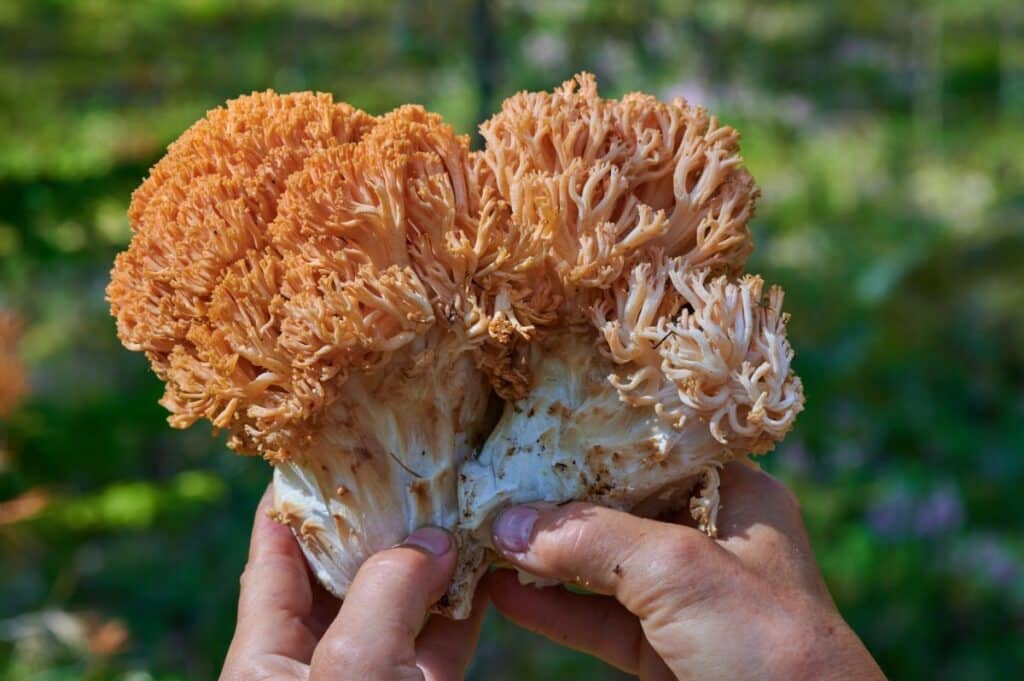 Cauliflower Coral Mushroom: Identification and Foraging Guide ...
