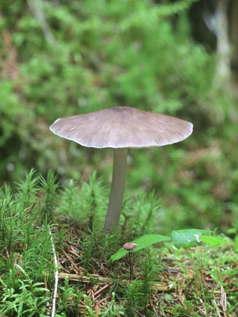 Deer Mushroom Identification and Foraging Guide - Mushroom Appreciation