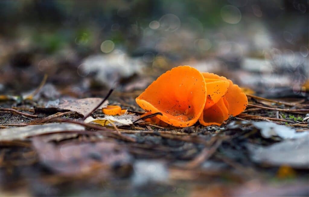 Orange Peel Fungus: Identification and Foraging Guide - Mushroom ...