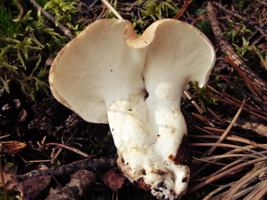 Introduction To Polypores: The Top 14 Edible and Medicinal Polypore ...