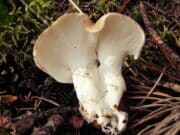 Introduction To Polypores: The Top 14 Edible and Medicinal Polypore ...