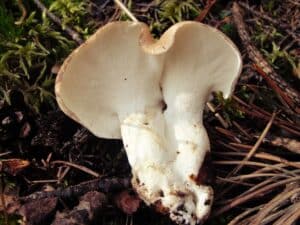 Introduction To Polypores: The Top 14 Edible and Medicinal Polypore ...