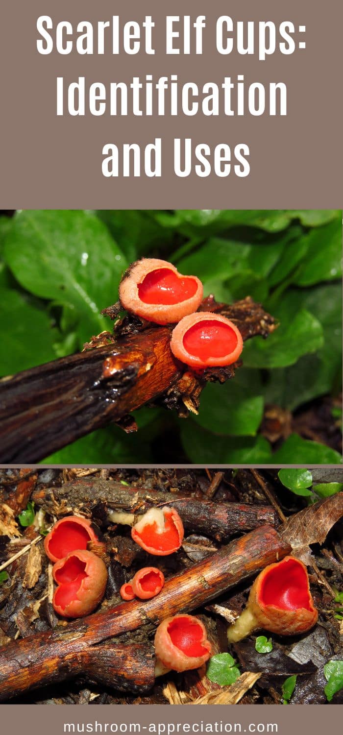 Scarlet Elf Cups: Identification and Uses - Mushroom Appreciation