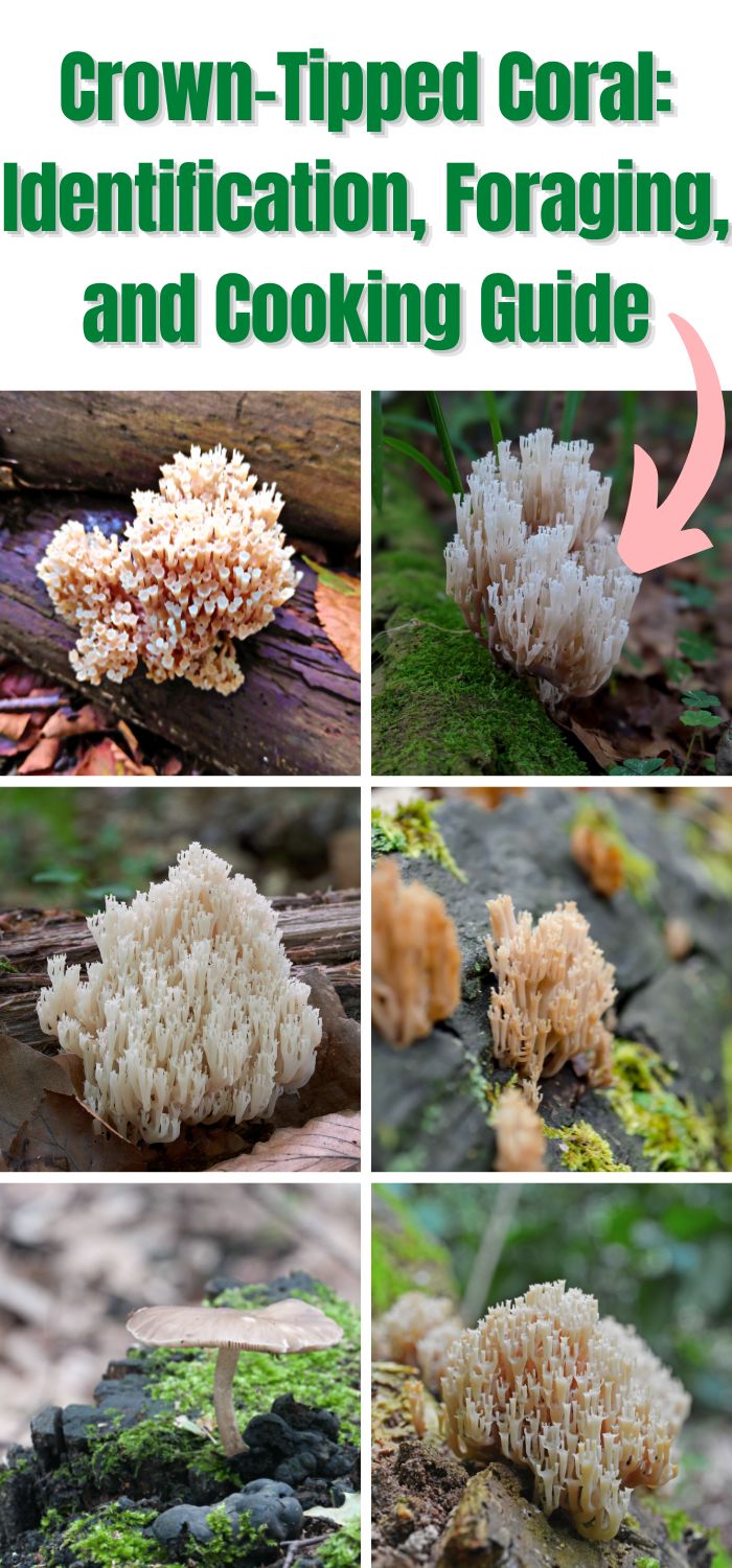 Crown-Tipped Coral: Identification, Foraging, and Cooking Guide ...