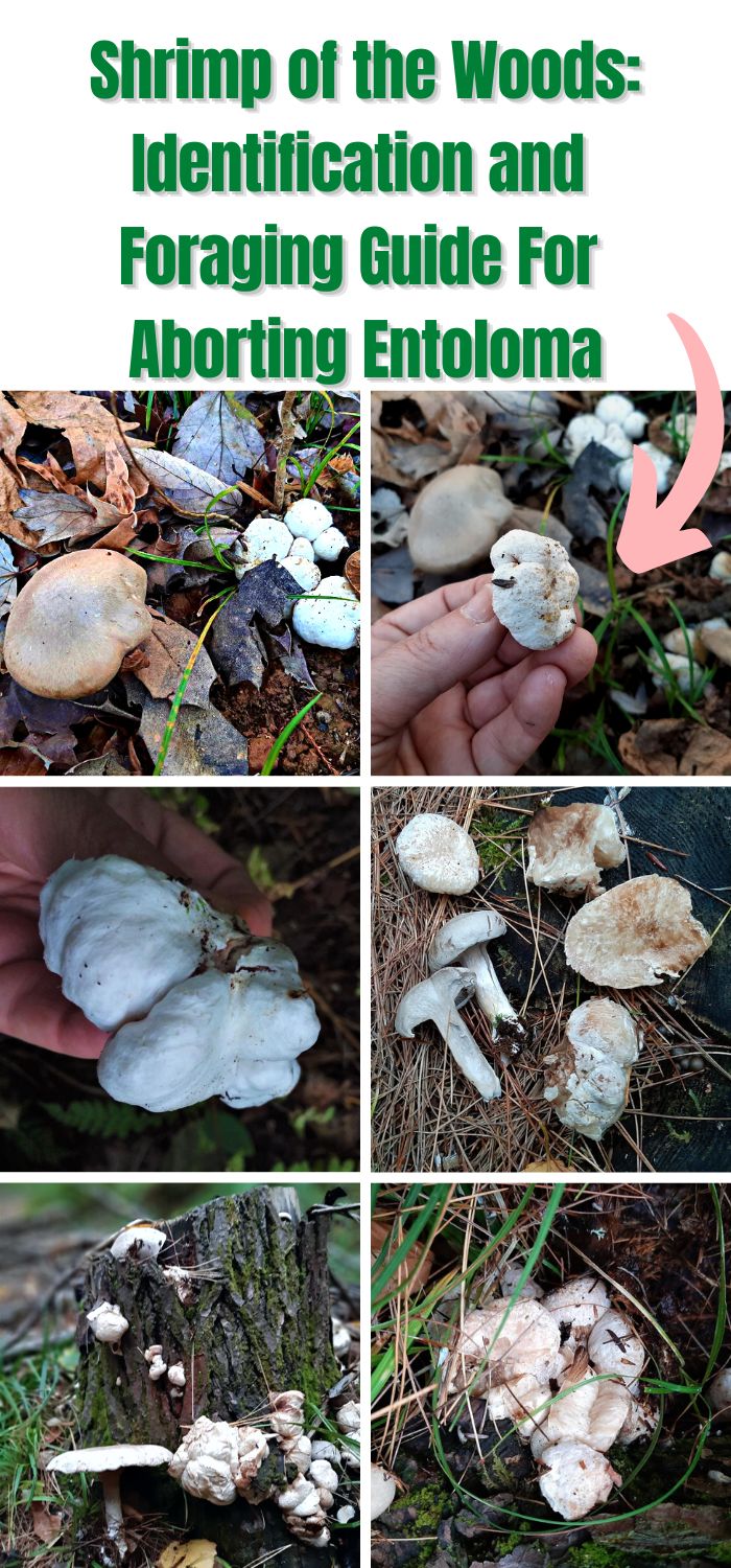 Shrimp of the Woods: Identification and Foraging Guide For Aborting ...