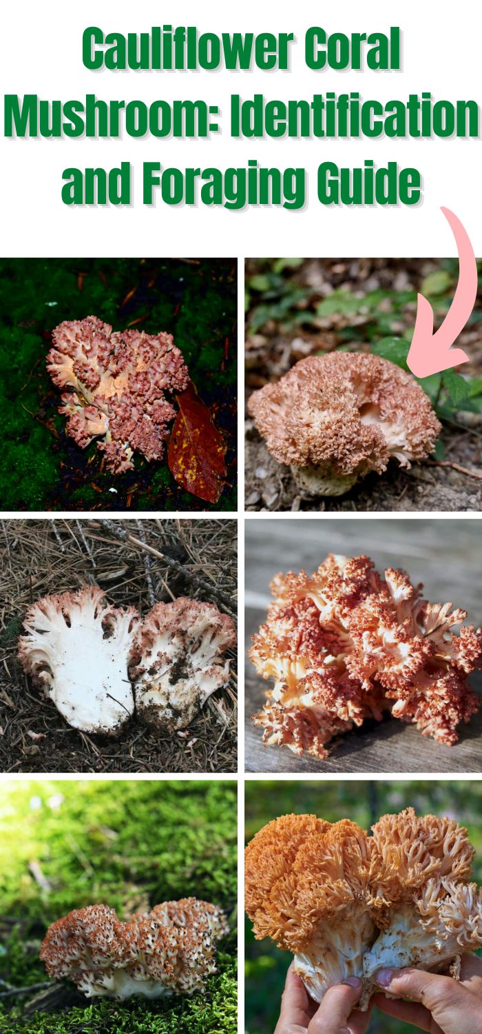 Cauliflower Coral Mushroom: Identification and Foraging Guide ...