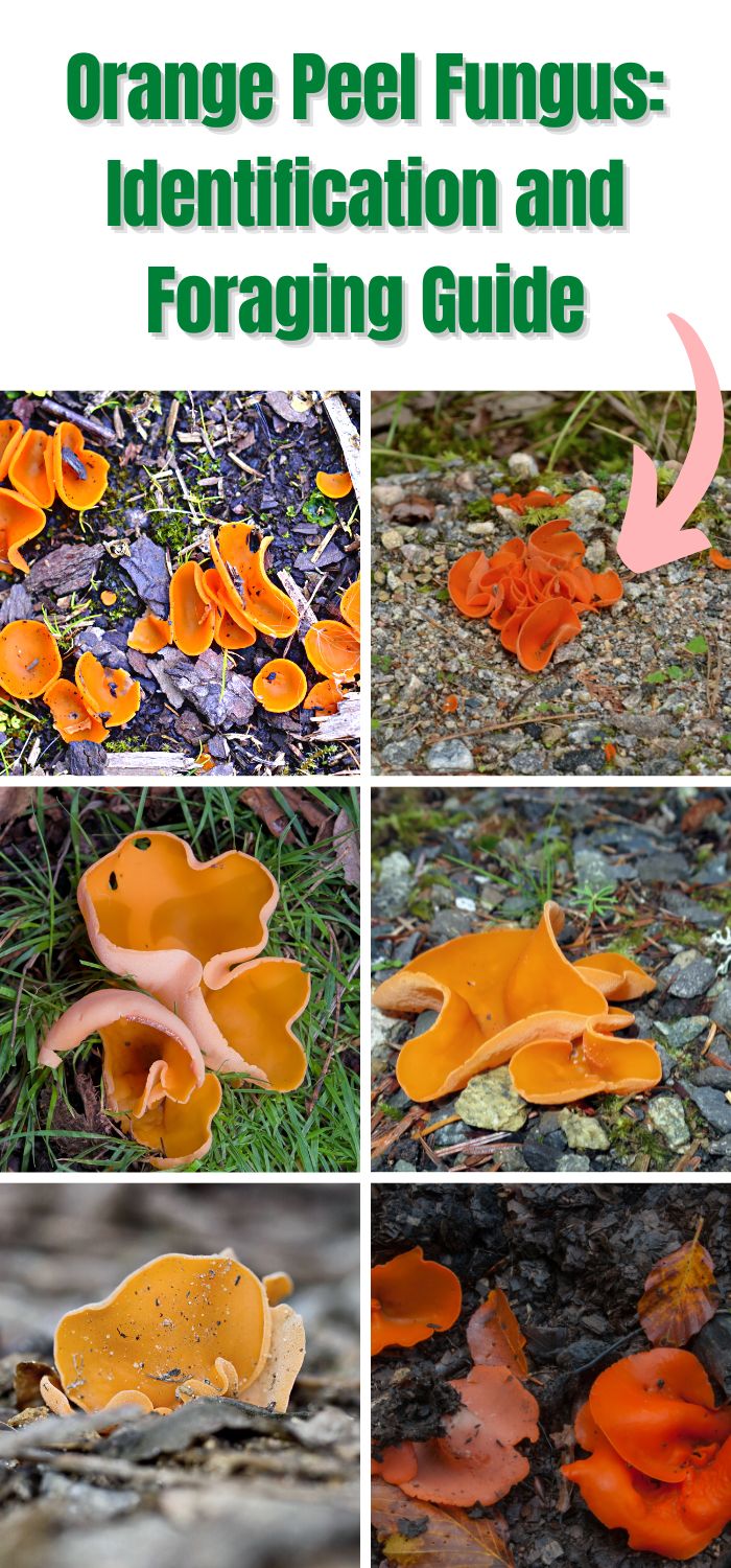 Orange Peel Fungus: Identification and Foraging Guide - Mushroom ...