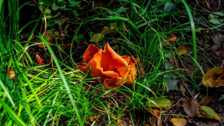 Orange Peel Fungus: Identification and Foraging Guide - Mushroom ...