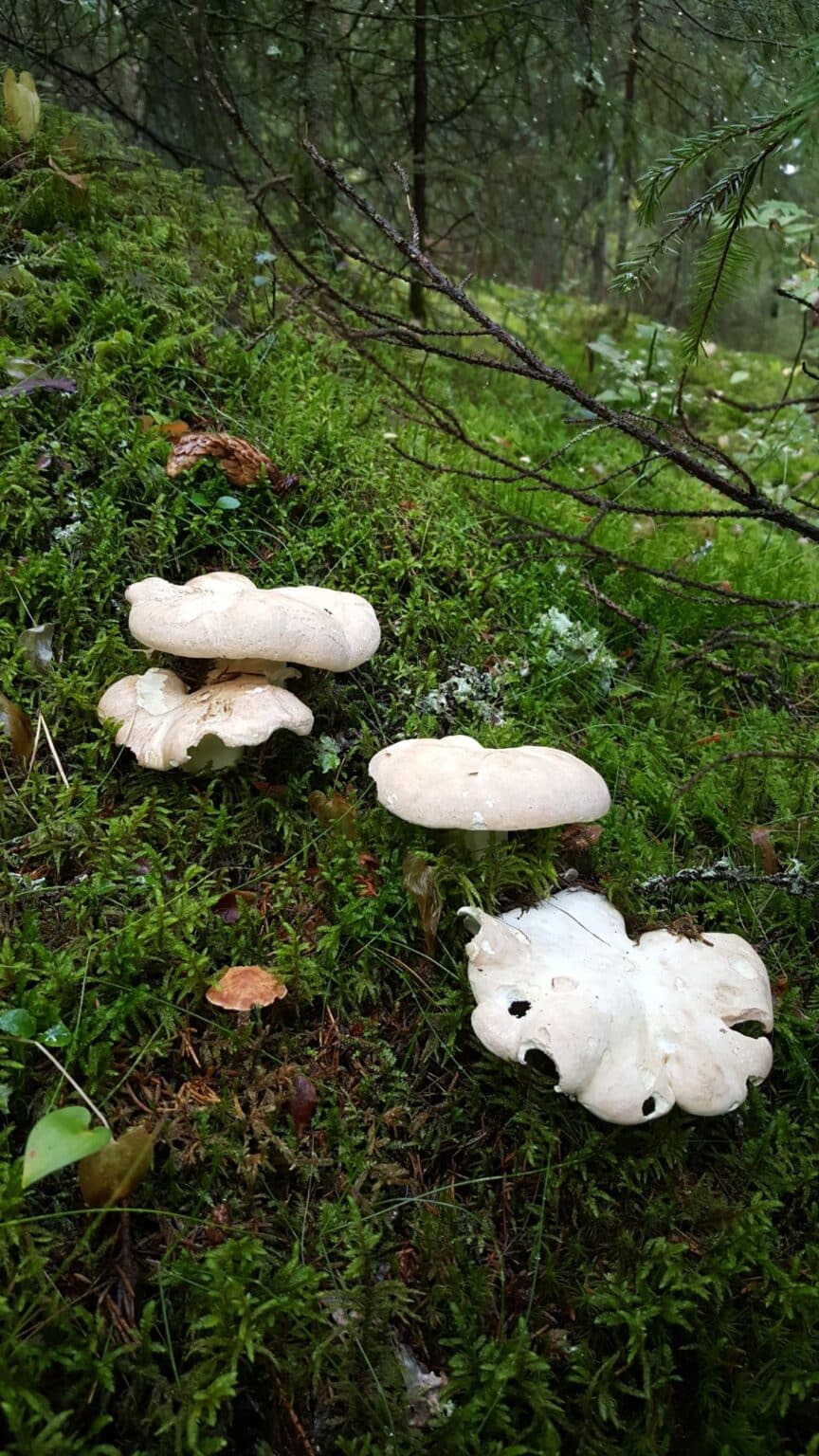 Sheep Polypore: Identification and Foraging Guide - Mushroom Appreciation